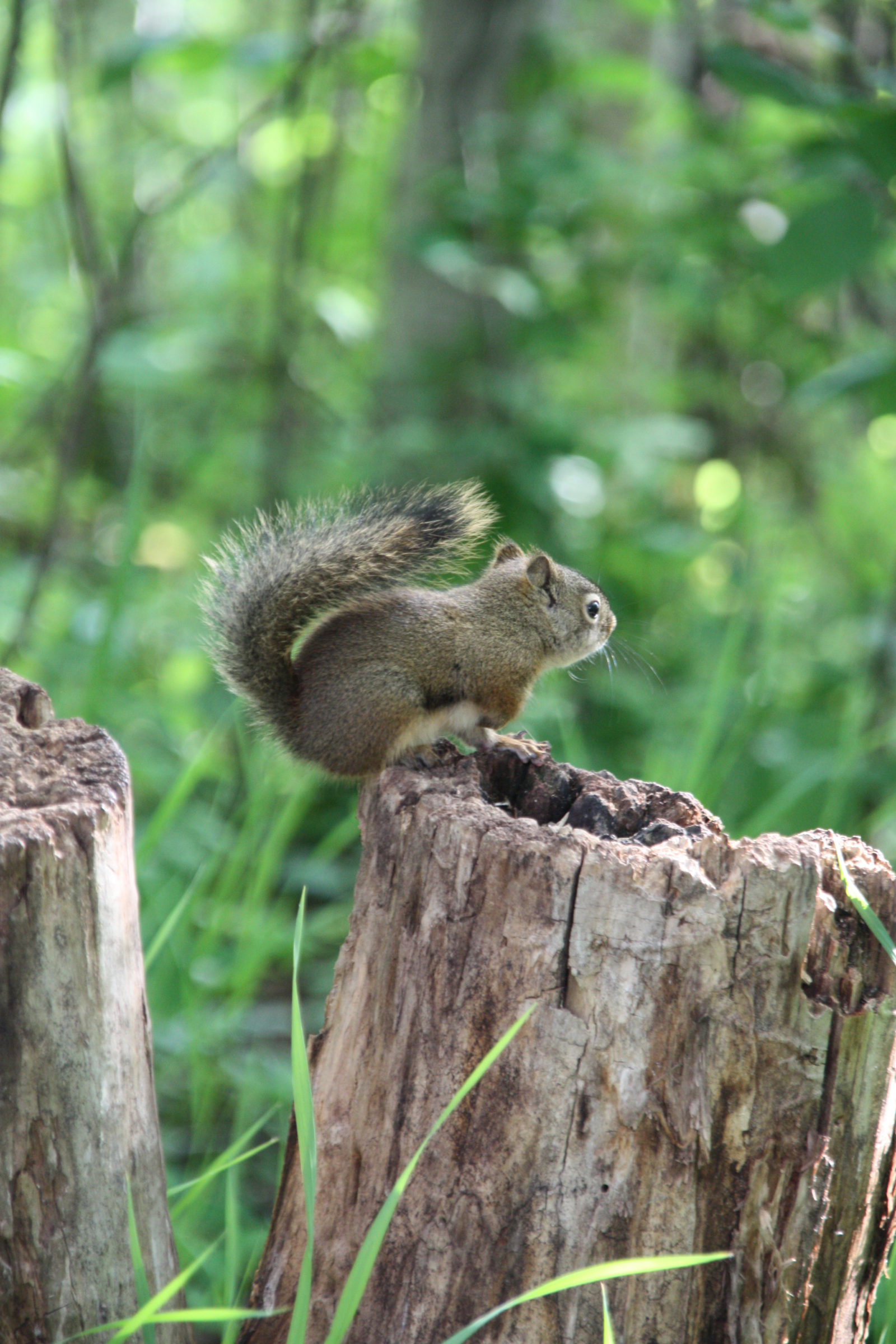 Summer Village Of Whispering Hills